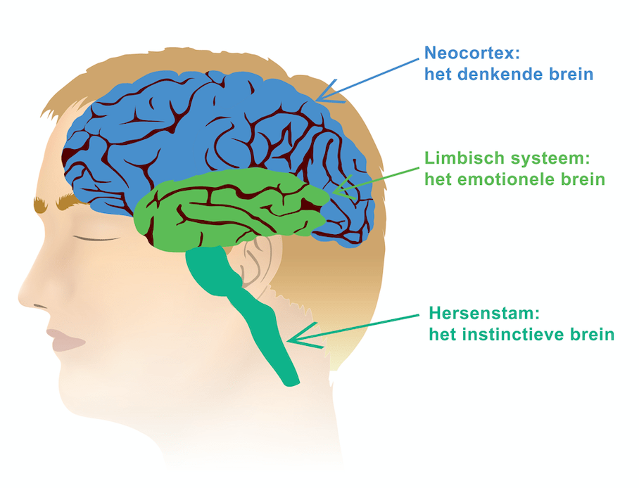 Breinstrategieën voor goede voornemens - Academie voor Openbewustzijn